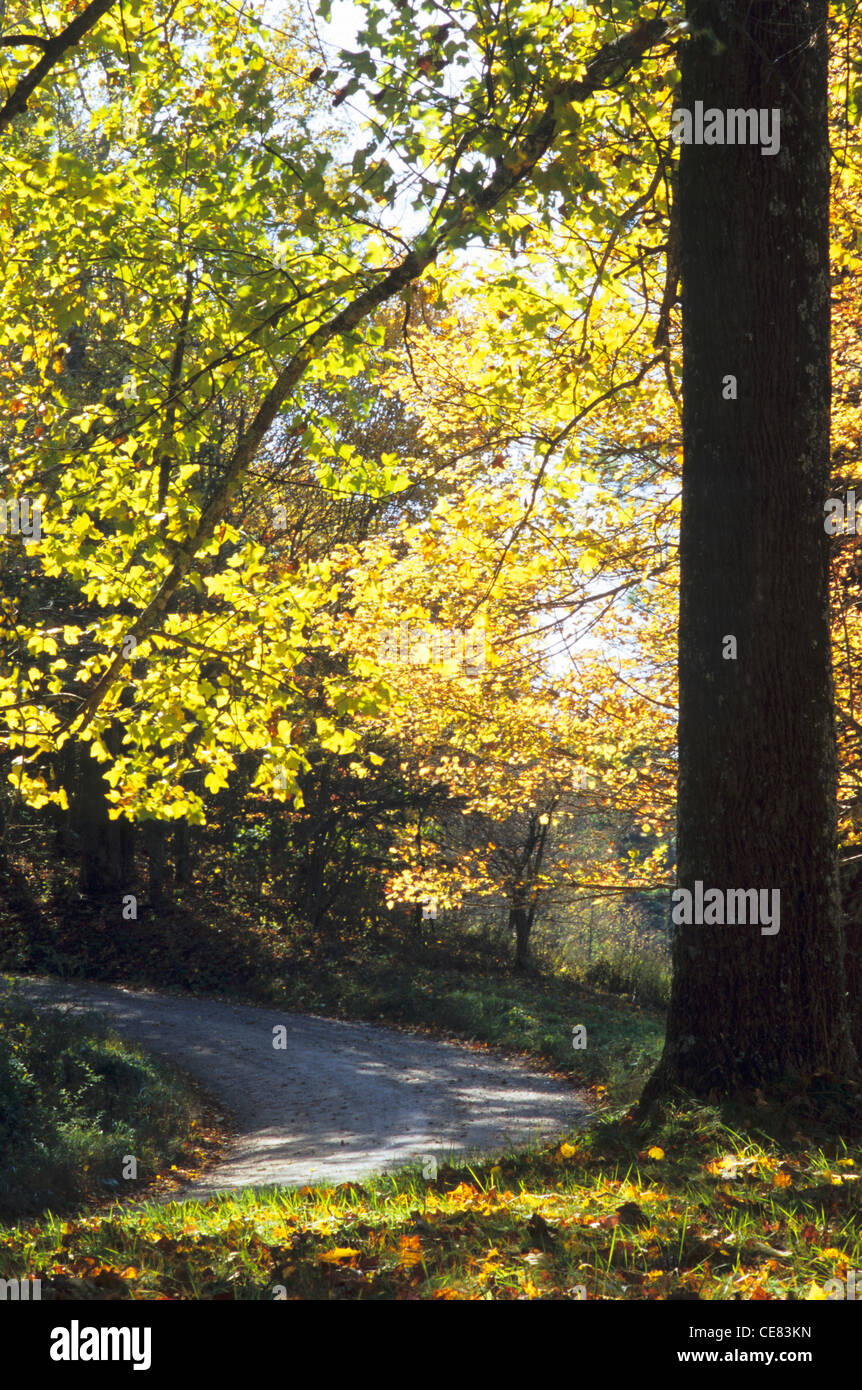 A gravel lane leaves the Blue Ridge Parkway amidst fall colors in ...