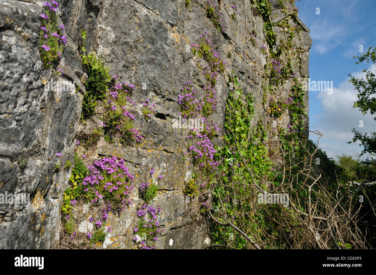 Fairy Foxglove - Erinus alpinus Growing on the Pinacle Well, The Burren ...