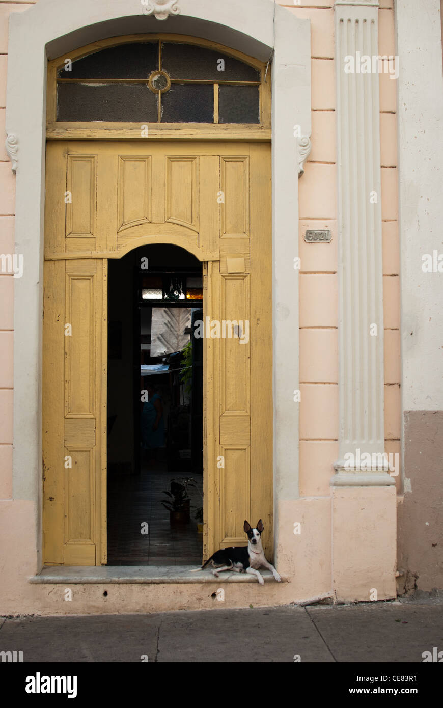 dog resting outside a main door to the house, Cuba Stock Photo - Alamy