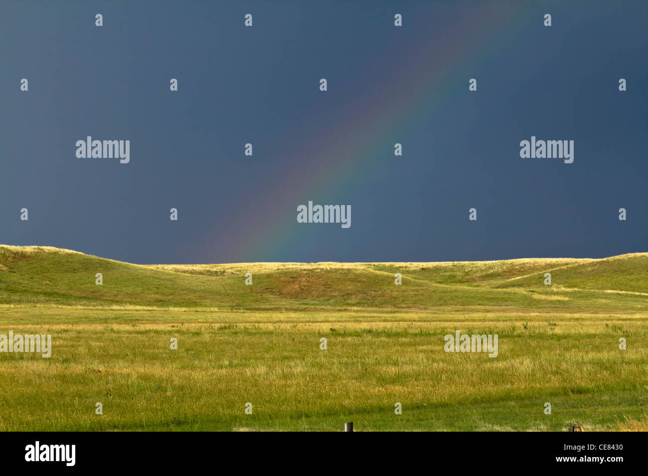 Grasses hi res hi-res stock photography and images - Alamy