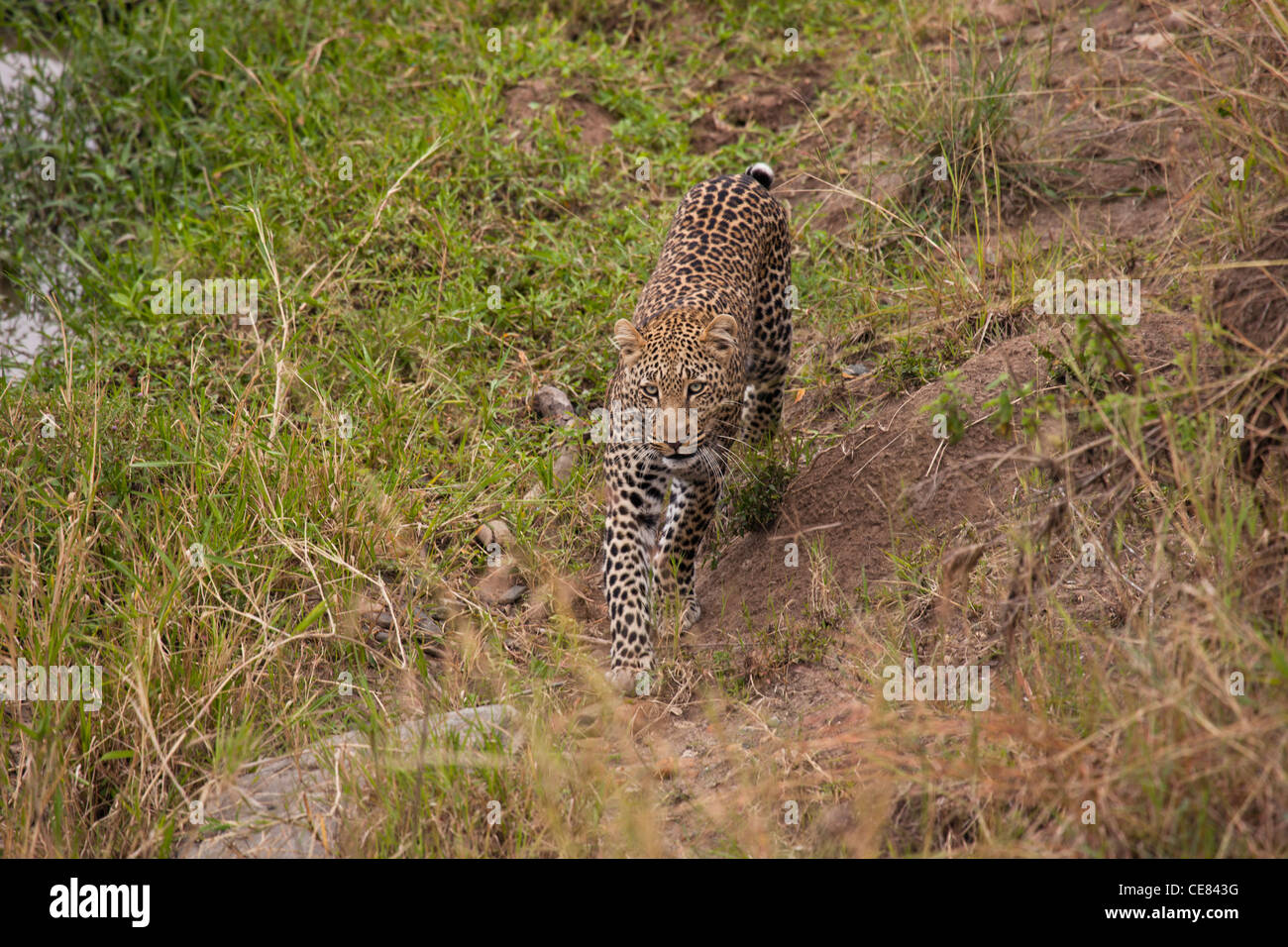 Leopard safari africa kenya hi-res stock photography and images - Alamy