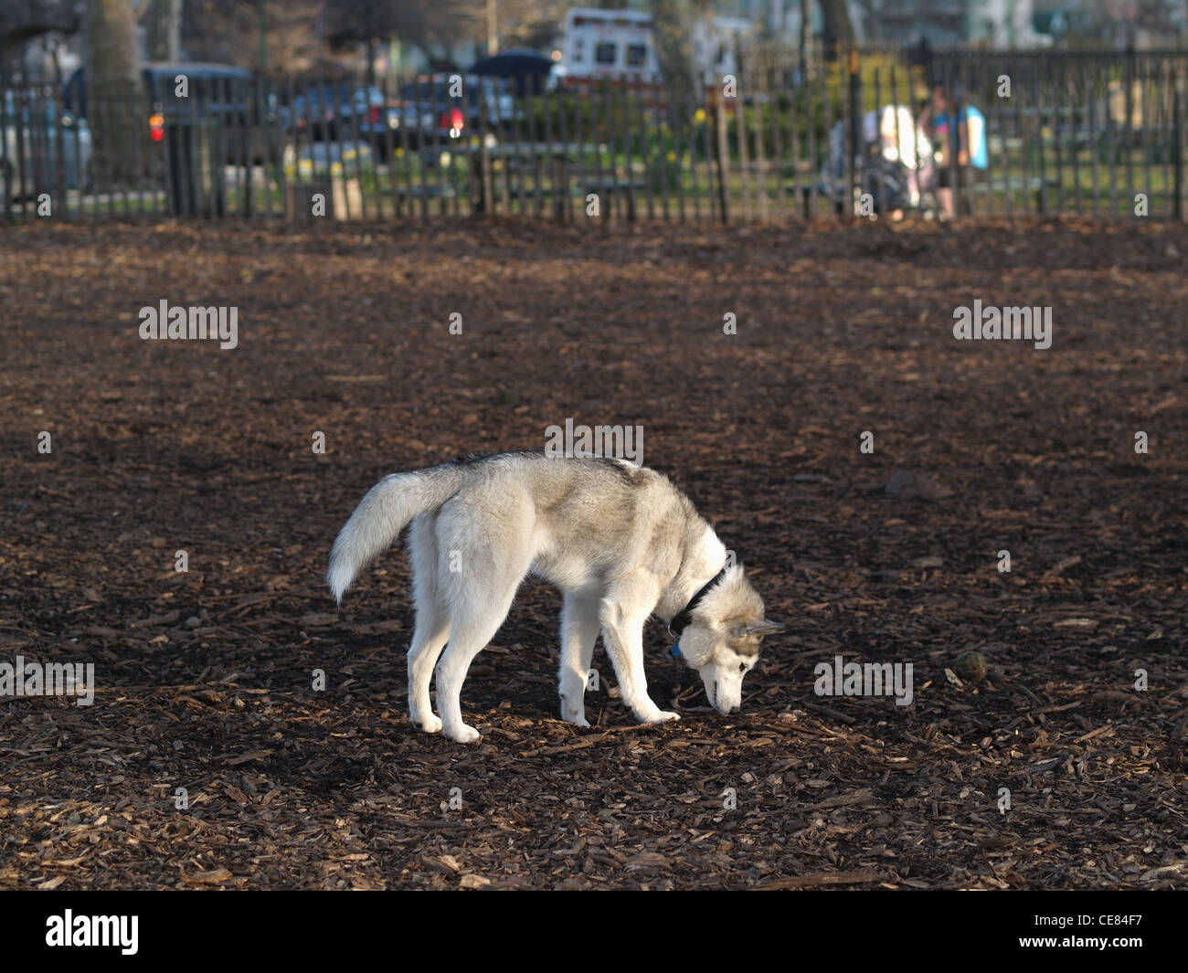 Dog run in McCarren Park, Brooklyn, New York Stock Photo - Alamy