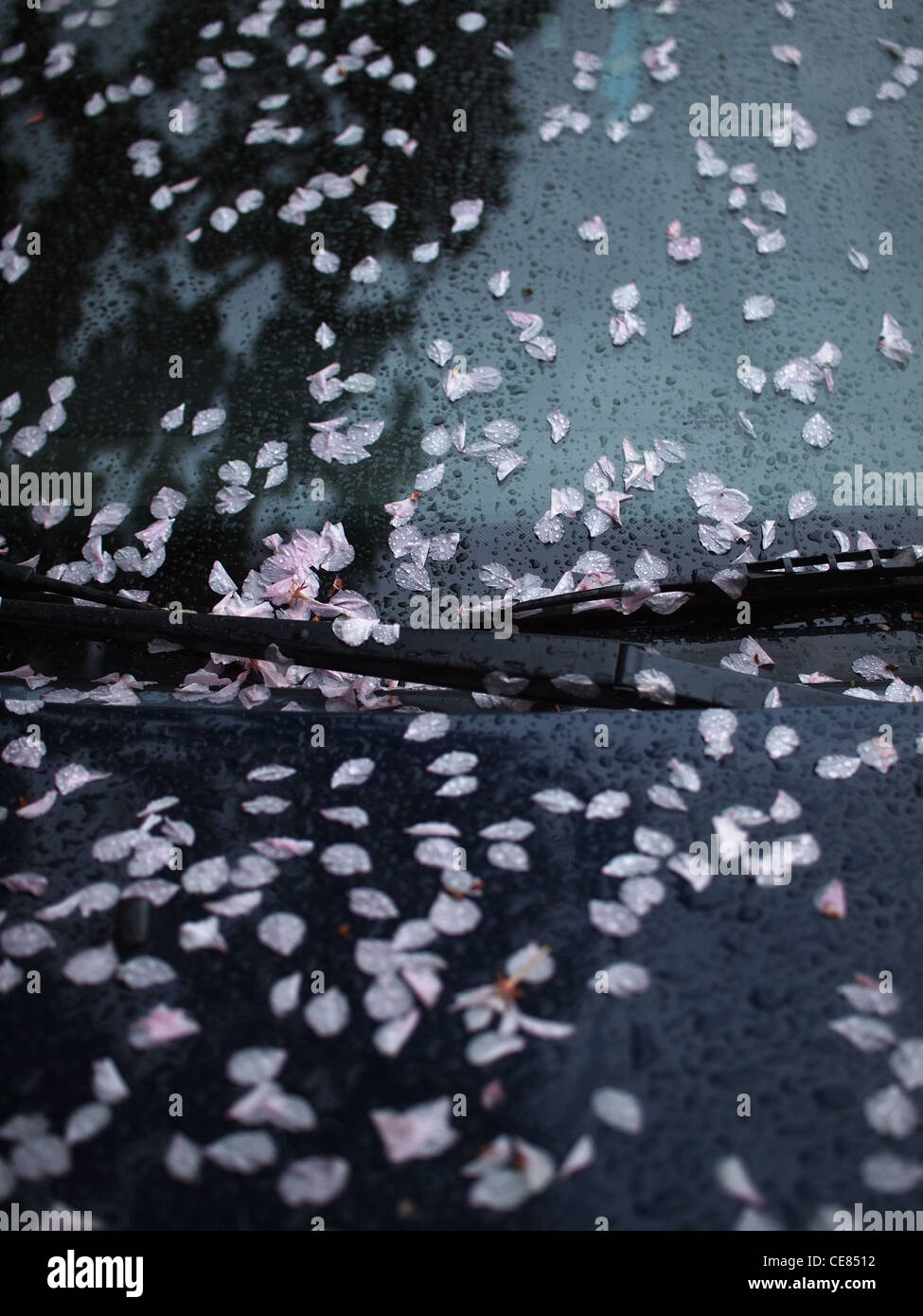 Fallen cherry blossoms on auto hood in rain, Brooklyn, New York Stock ...