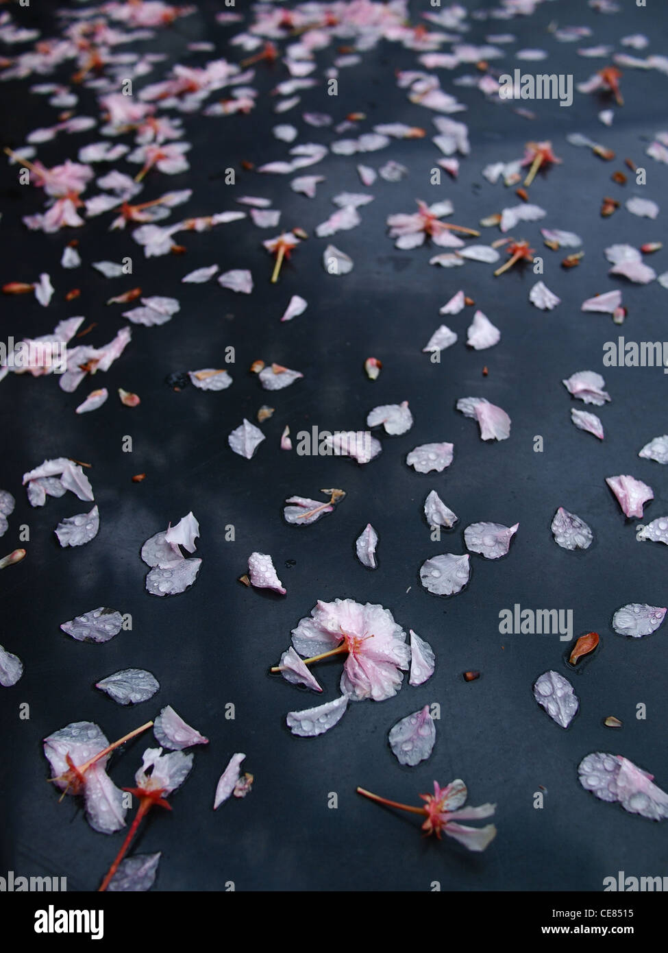 Fallen cherry blossoms on auto hood in rain, Brooklyn, New York Stock ...