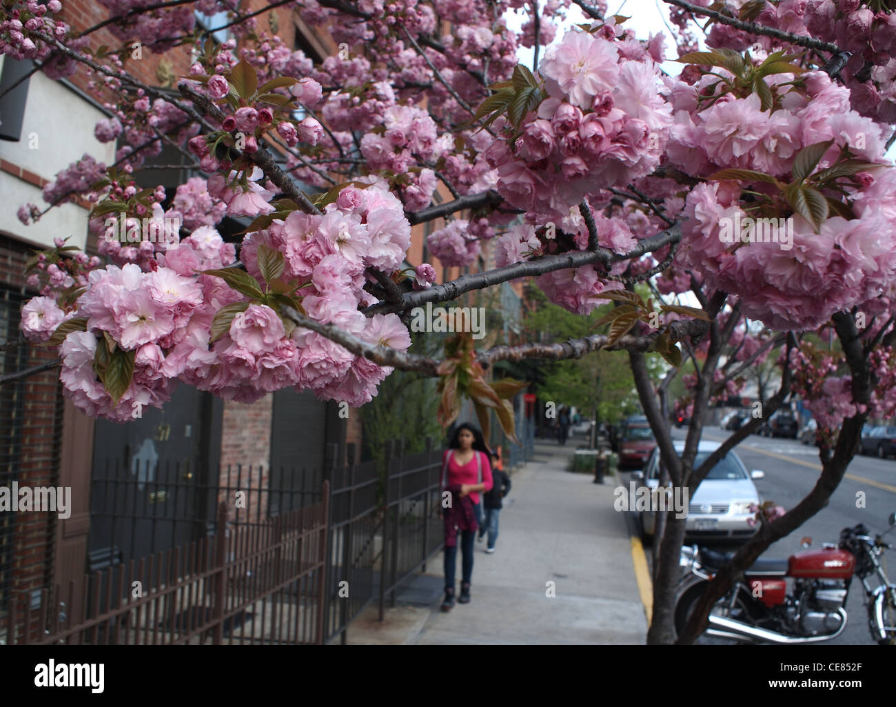 Springtime cherry blossoms, Brooklyn, New York Stock Photo - Alamy