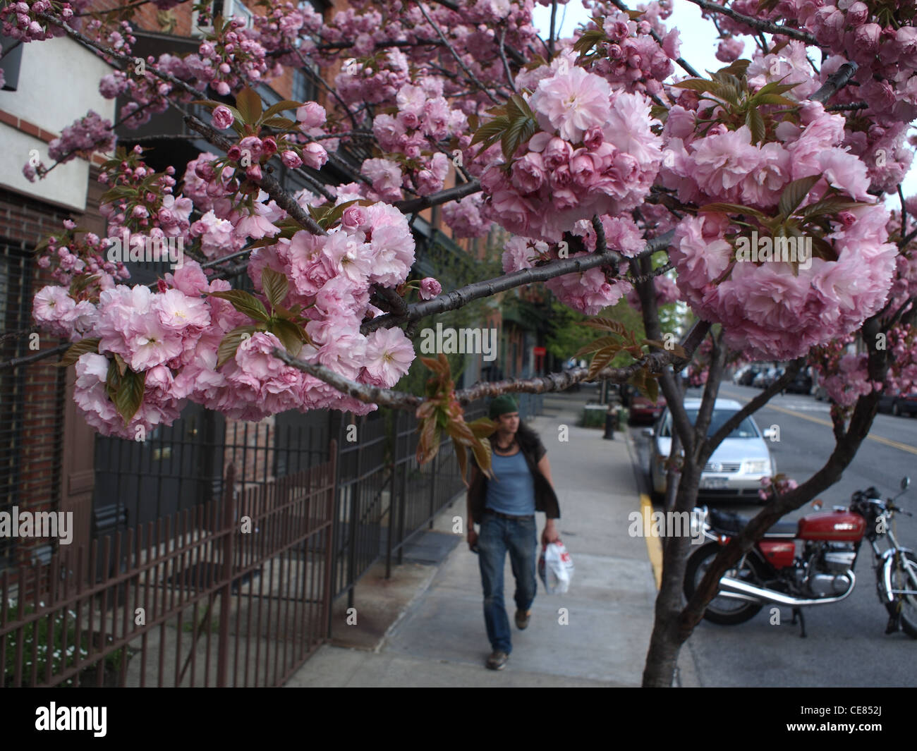 Cherry blossoms new york city hi-res stock photography and images - Alamy