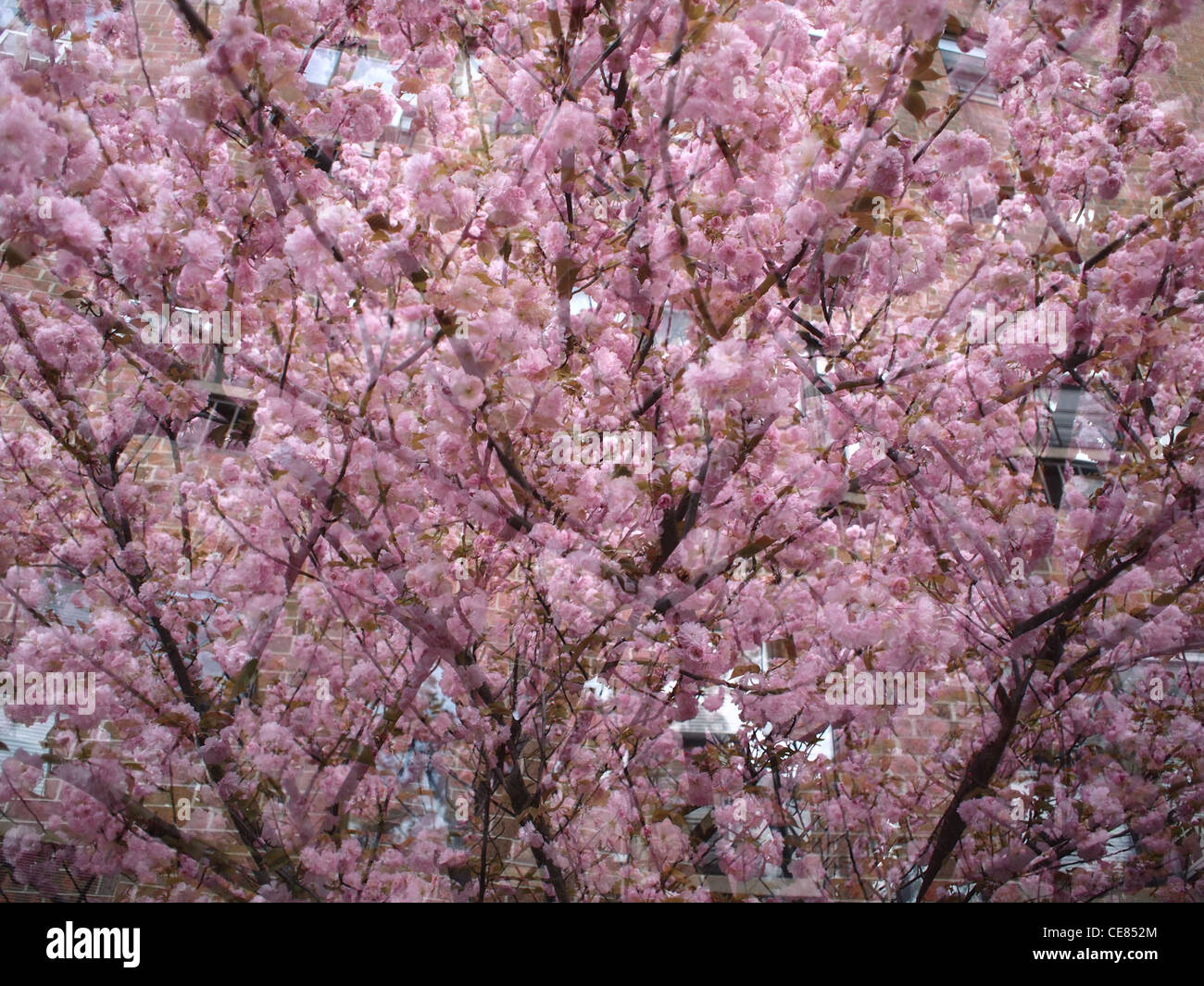 Double exposure of springtime cherry blossoms, Brooklyn, New York Stock ...