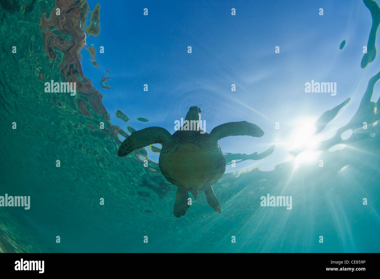 Sun rays hawaii hi-res stock photography and images - Alamy