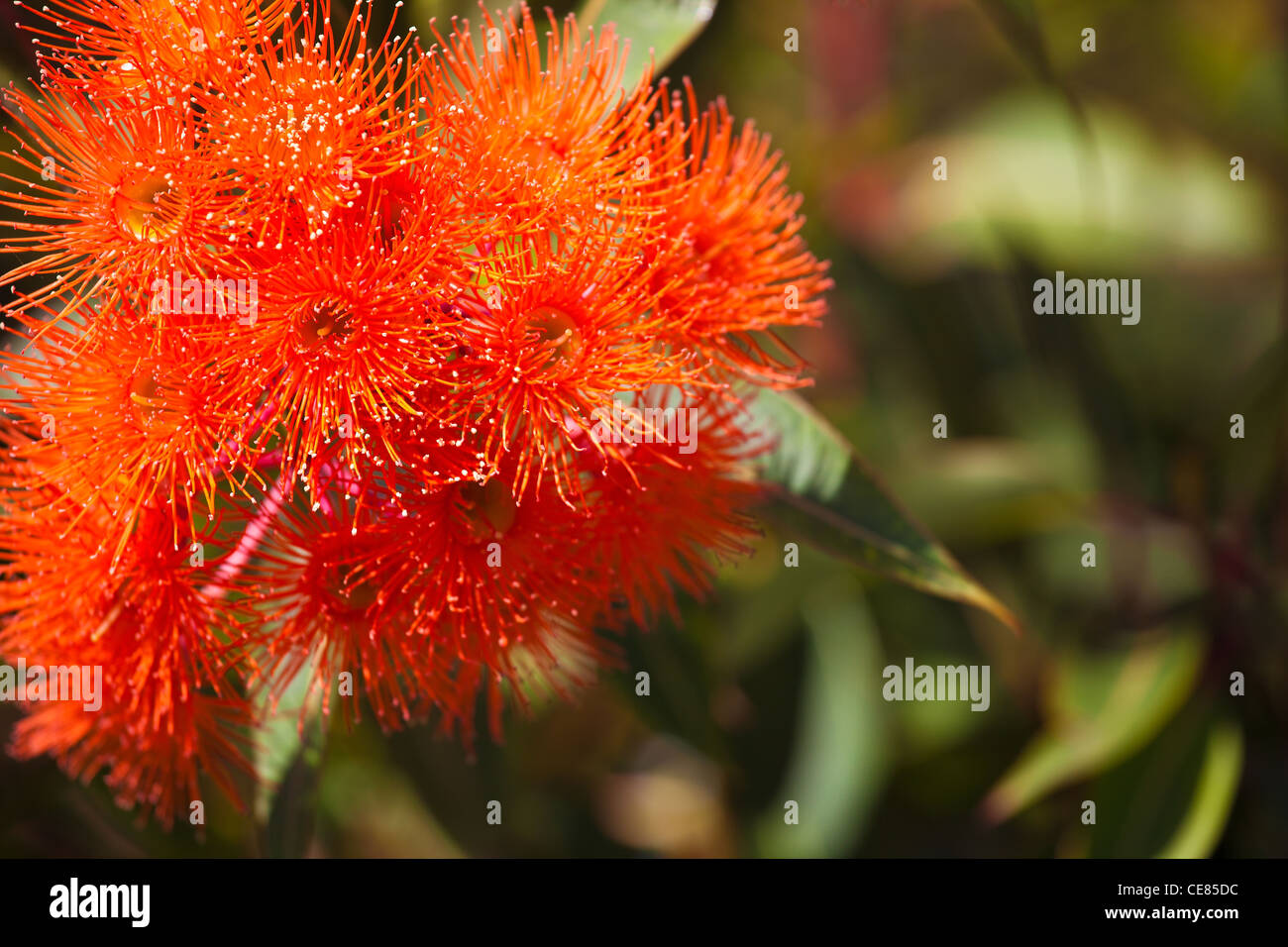 Dwarf gum tree hi-res stock photography and images - Alamy