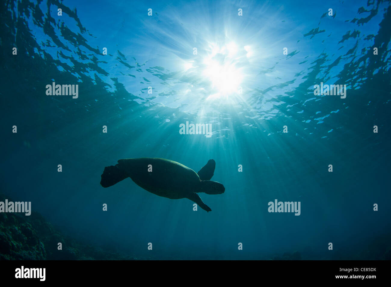 Sea turtle with sun star in Maui, Hawaii Stock Photo - Alamy