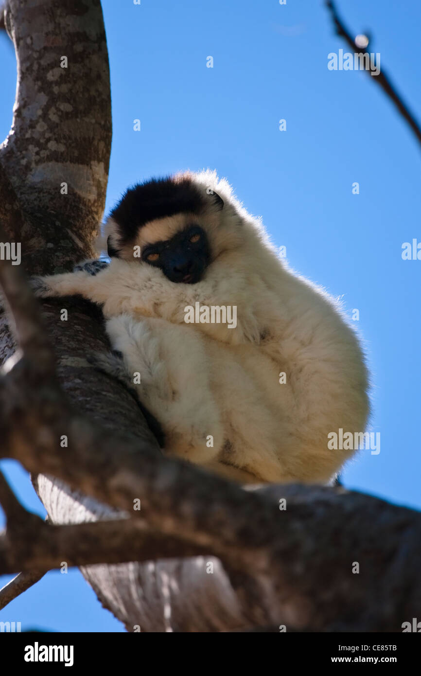 Coquerel's Sifaka (Propithecus coquereli), Berenty National park ...