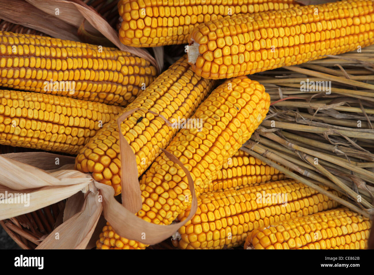 Maize cobs hi-res stock photography and images - Alamy