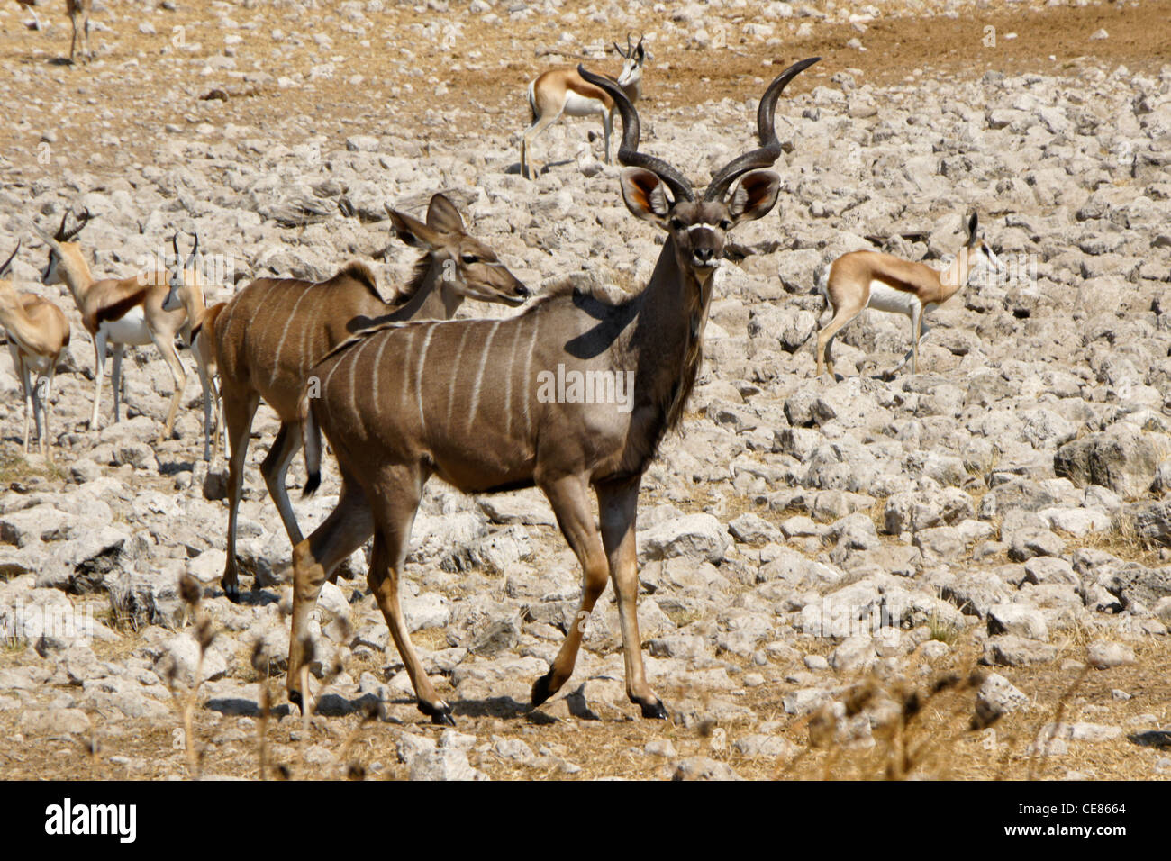 Male and female kudu hi-res stock photography and images - Alamy