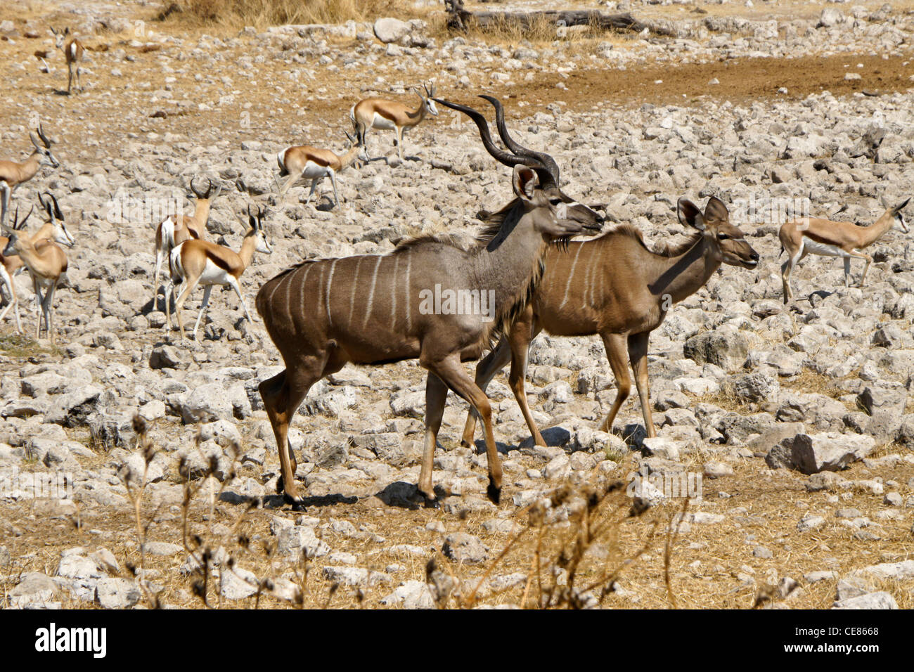 Male kudus hi-res stock photography and images - Alamy