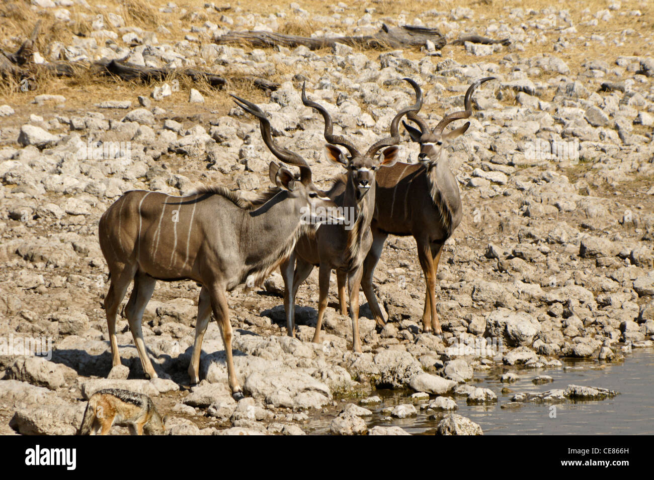 Male kudus hi-res stock photography and images - Alamy
