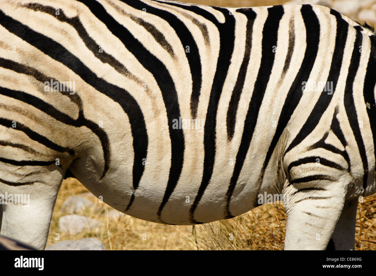 Zebra shadow hi-res stock photography and images - Alamy