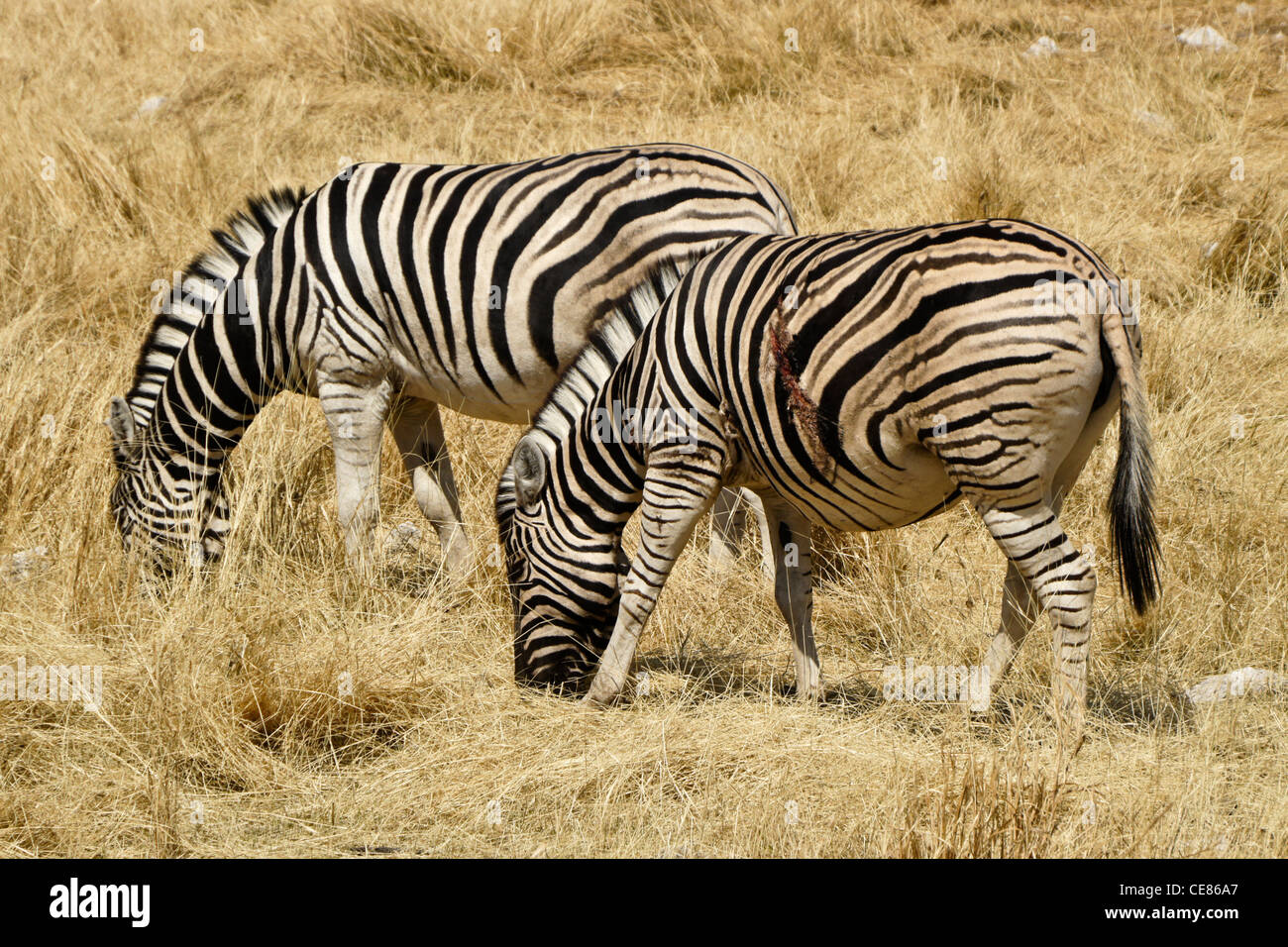 Injured zebra hi-res stock photography and images - Alamy