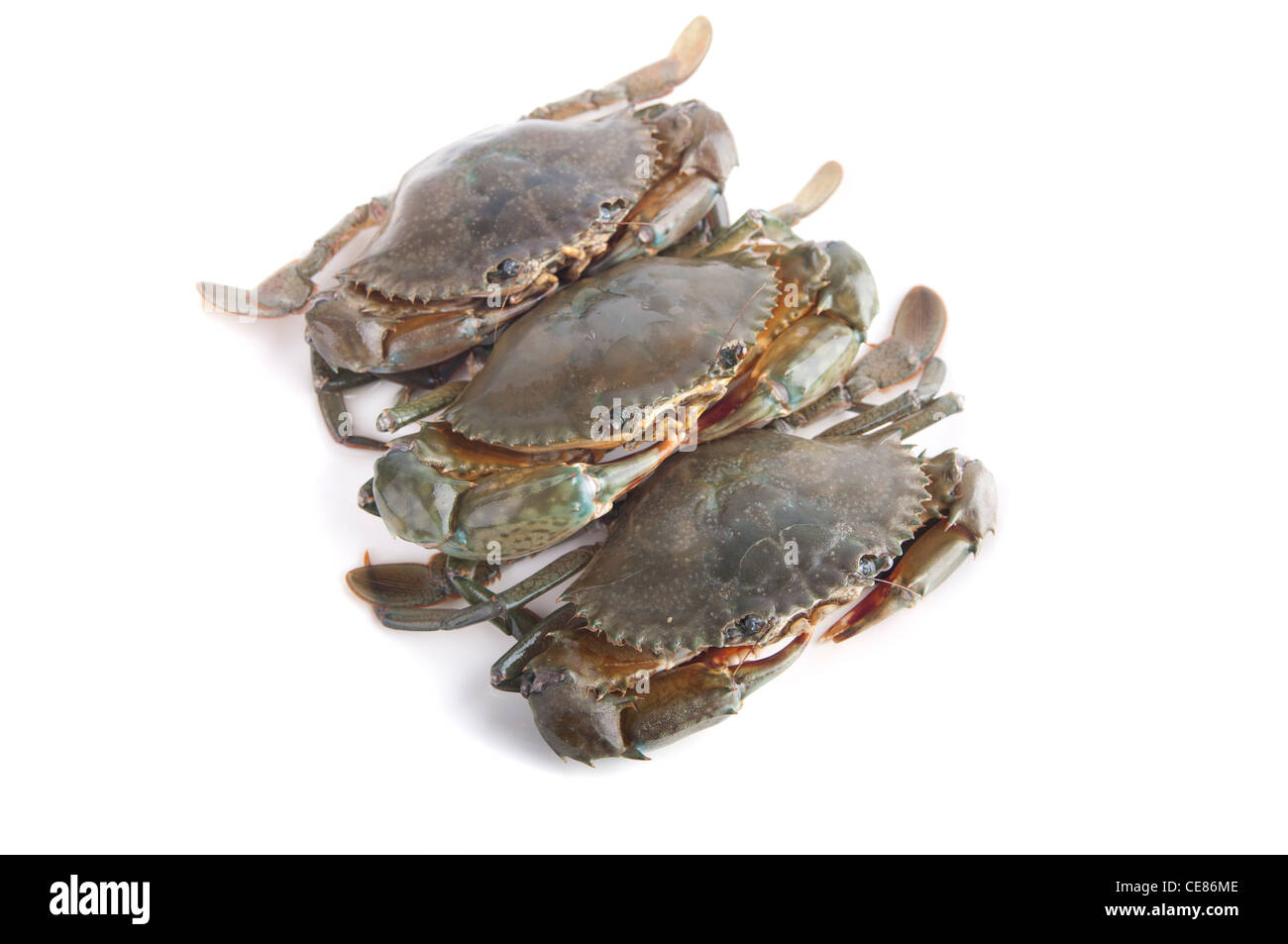 crabs isolated in white Stock Photo - Alamy