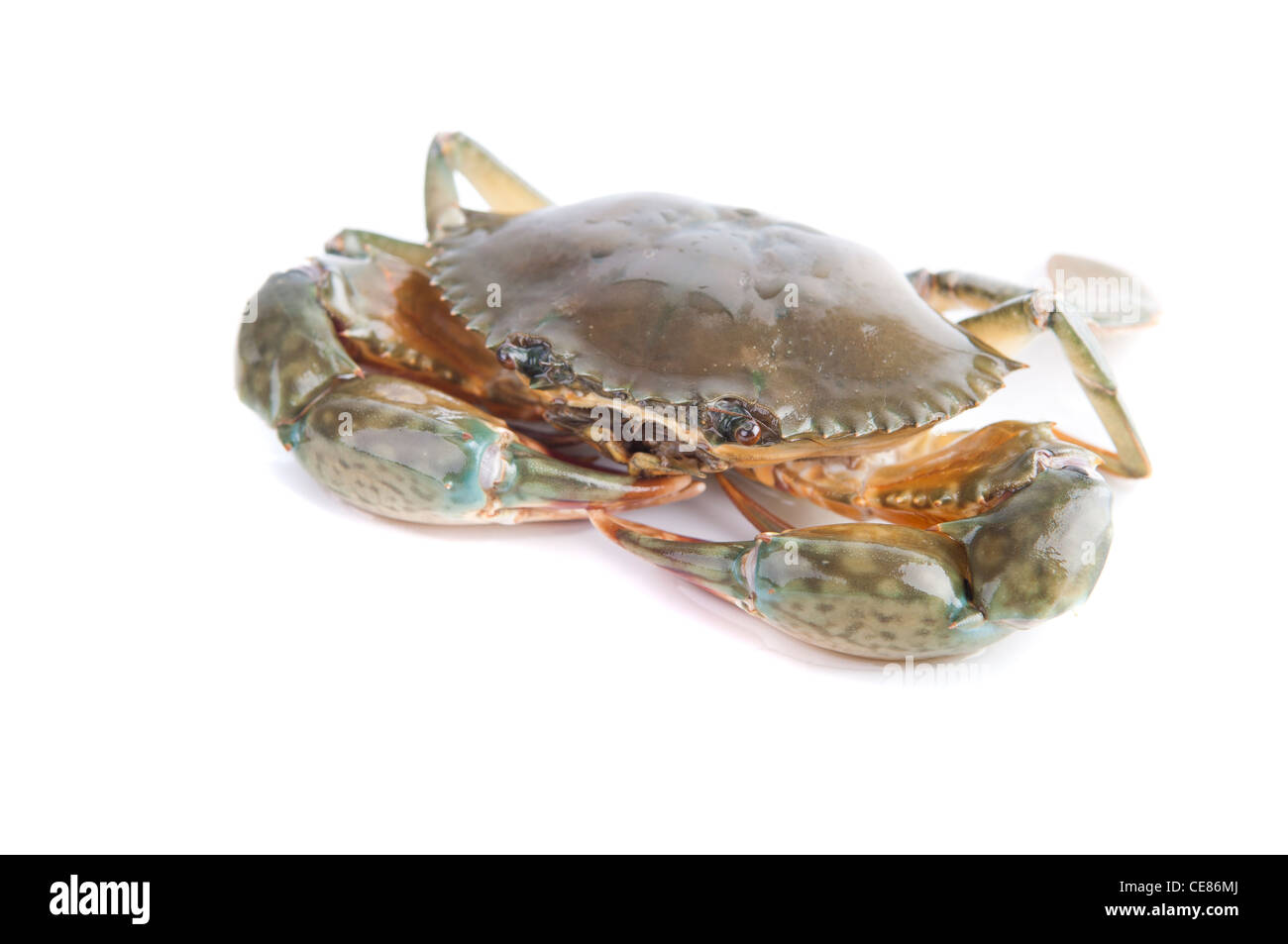 single isolated crab with white background Stock Photo - Alamy