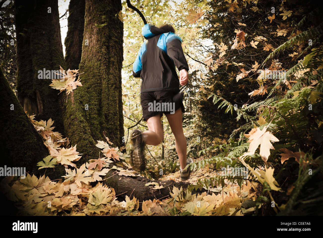 Low angle rear view of a man trail running in fall colors Stock Photo ...