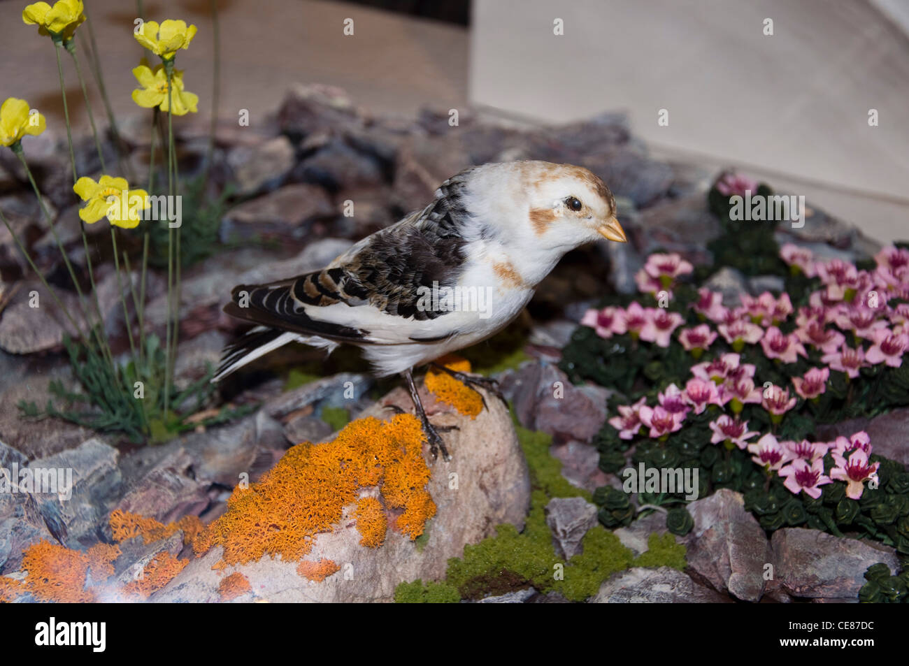 Little decorative bird Stock Photo - Alamy
