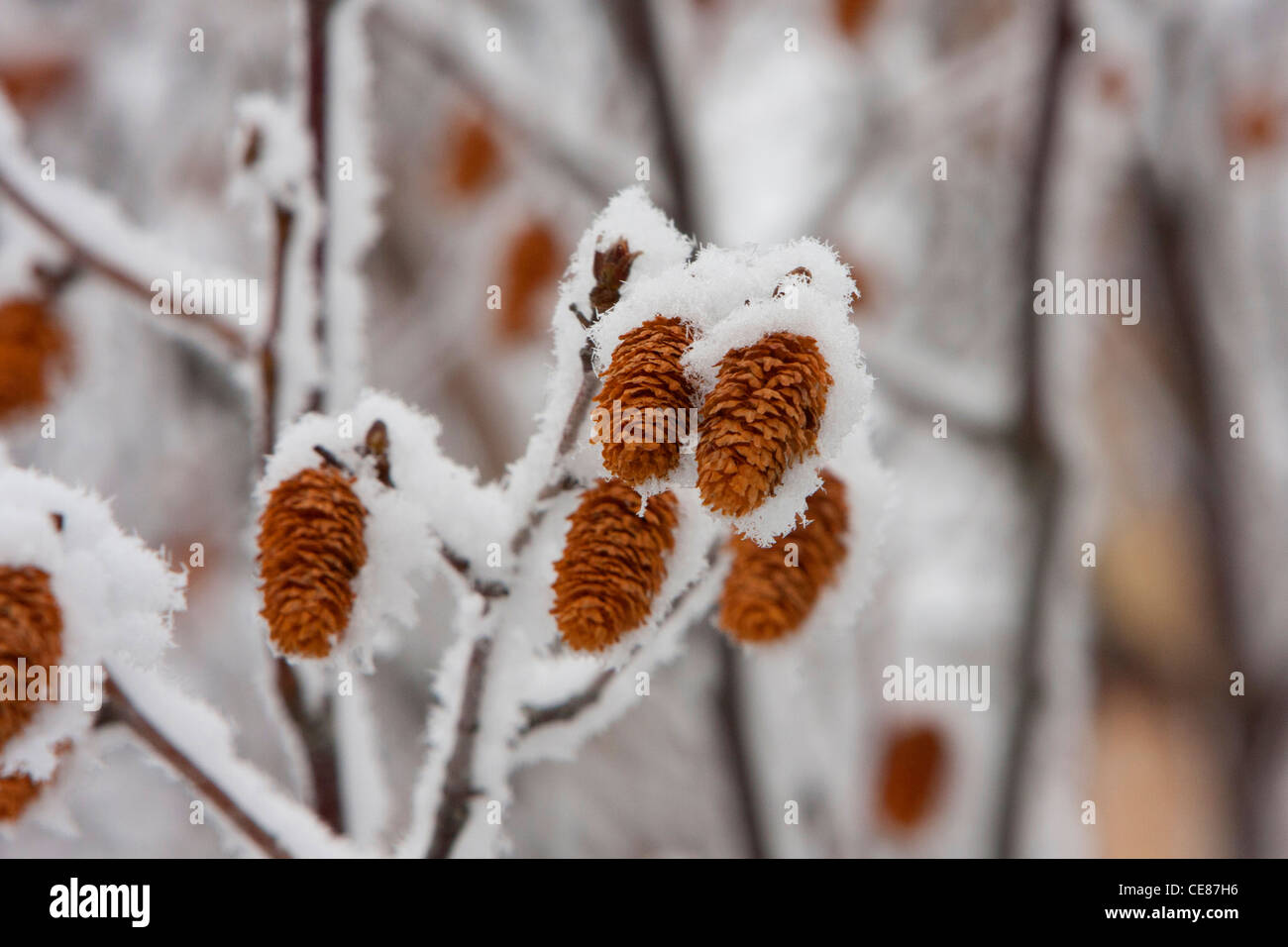 Red alder alaska hi-res stock photography and images - Alamy