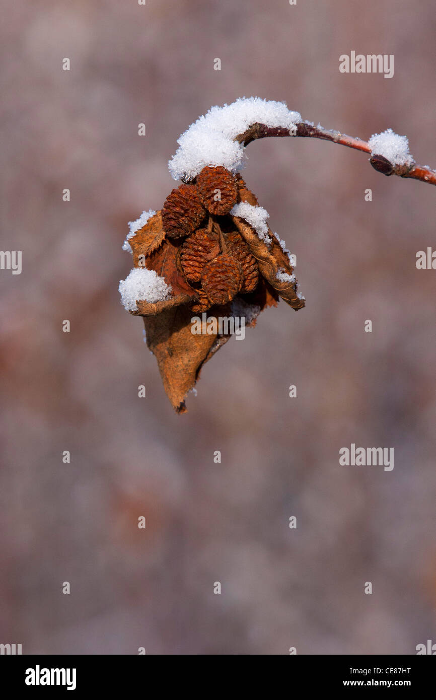 Red alder alaska hi-res stock photography and images - Alamy