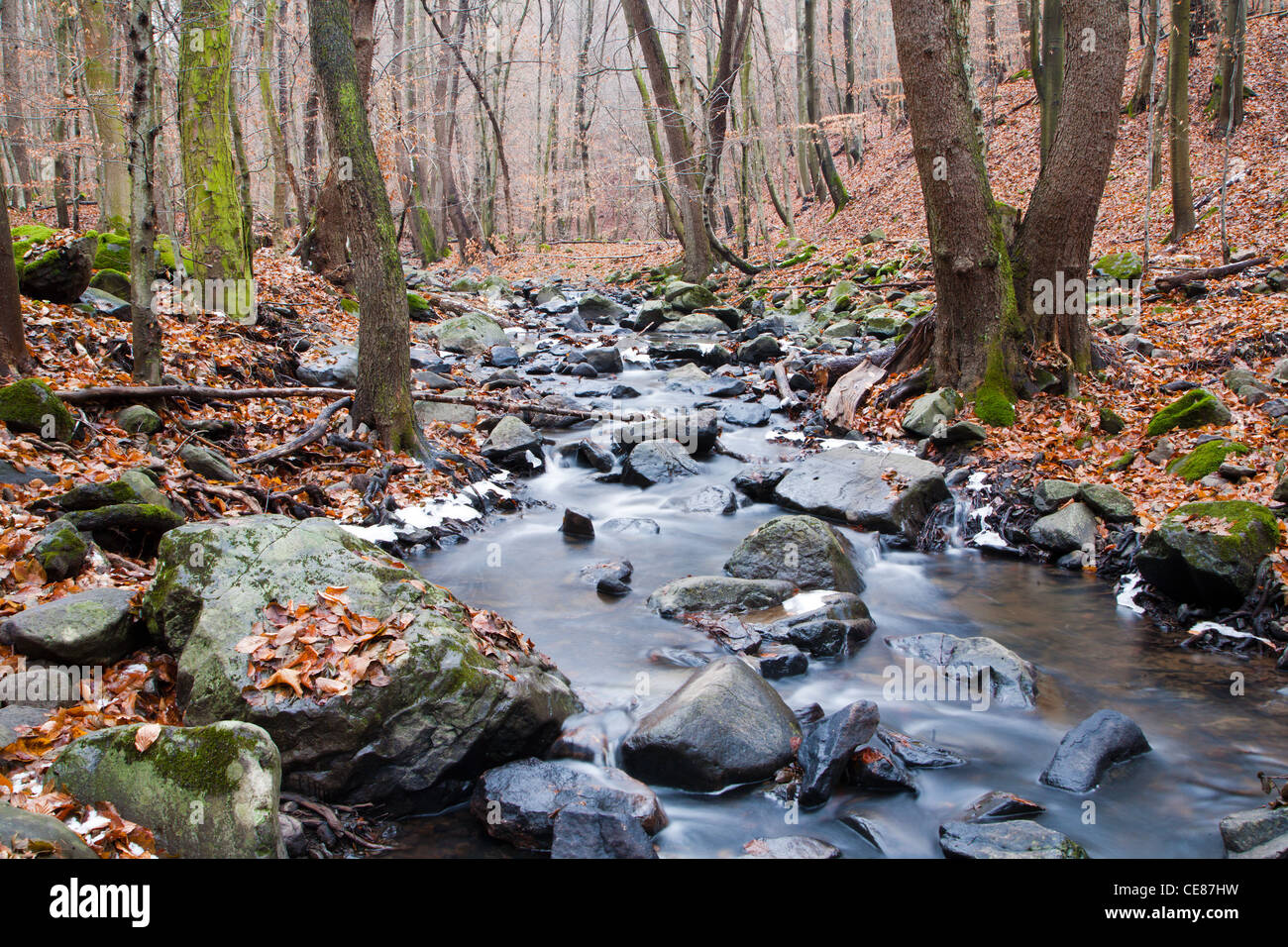 Nature forest hi-res stock photography and images - Alamy