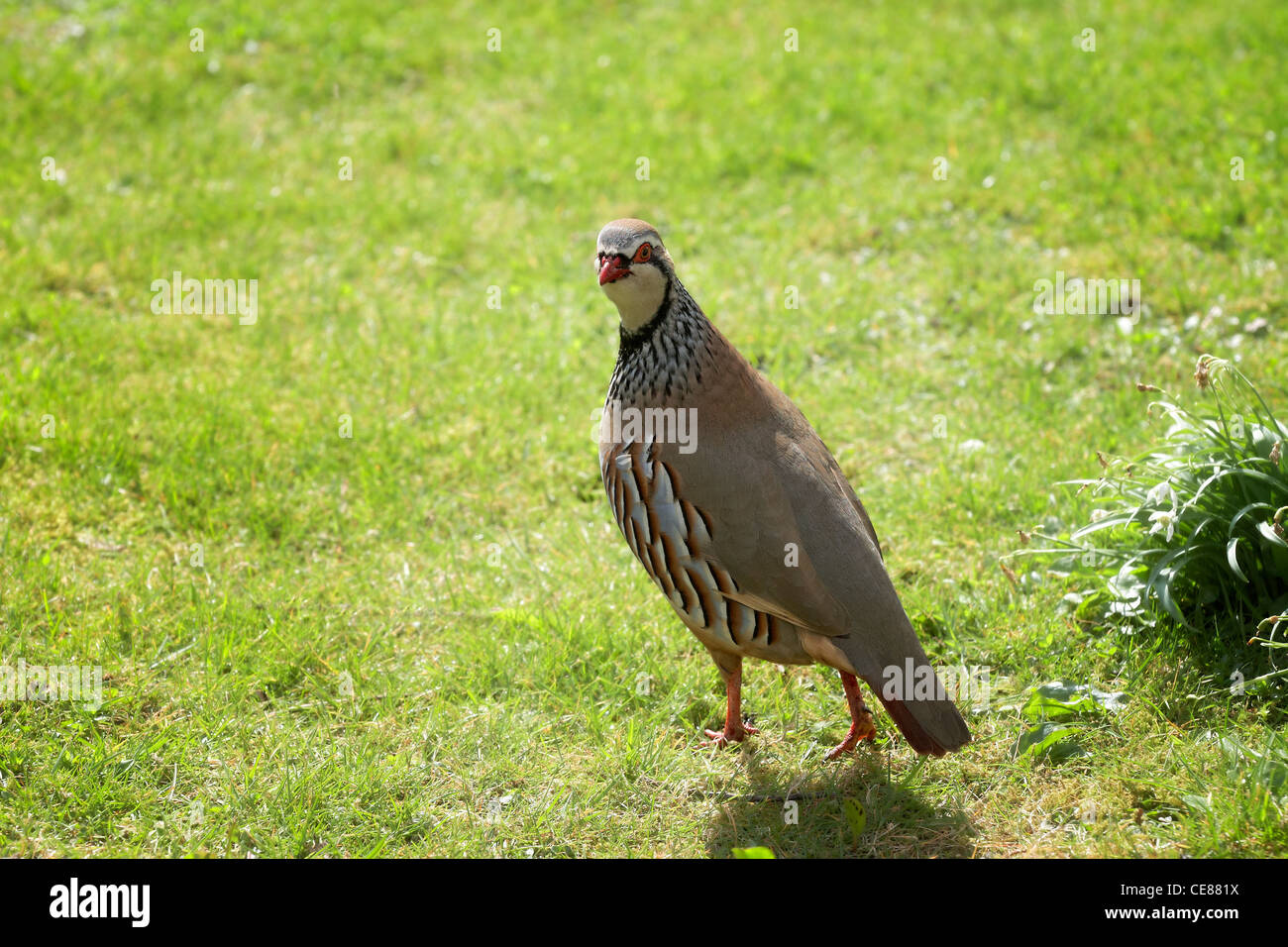 Red legged partridge - Alectoris rufa Stock Photo - Alamy