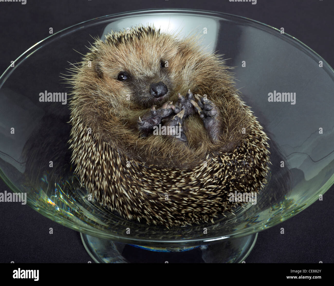 a rolled-up young hedgehog in a glass bowl. Studio photography in dark ...