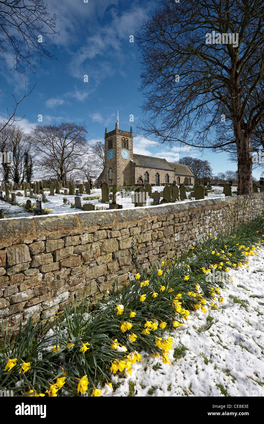 Snow and daffodils at St Peter's Church Addingham, Yorkshire. Easter ...