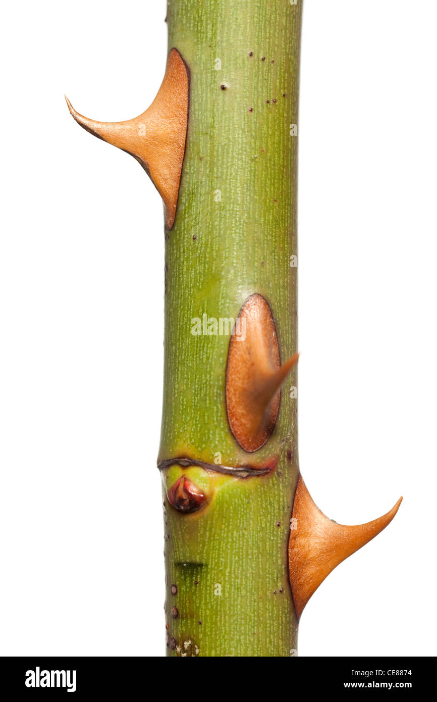 stem with spikes from rose on white background Stock Photo - Alamy