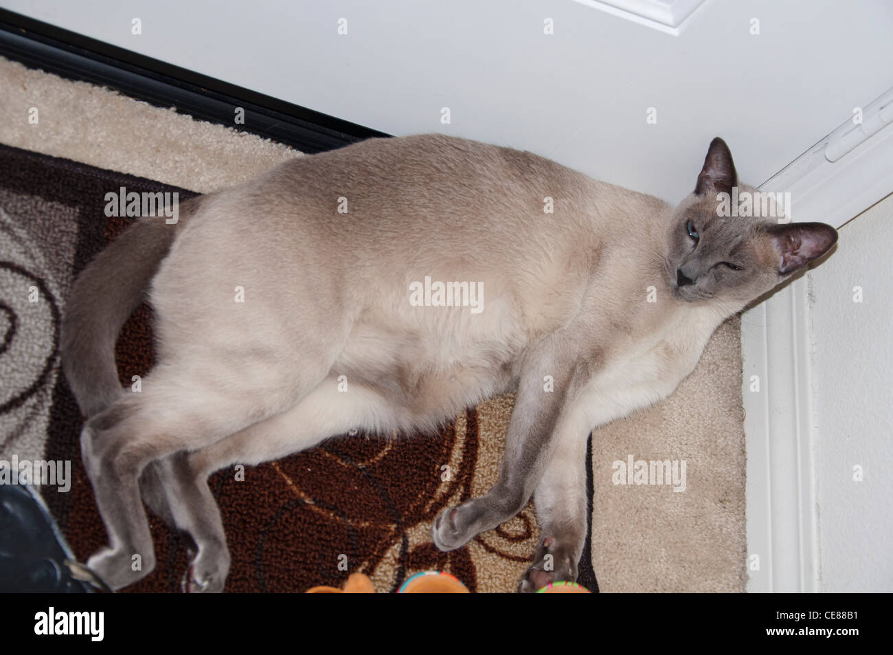 Siamese cat lying Stock Photo - Alamy