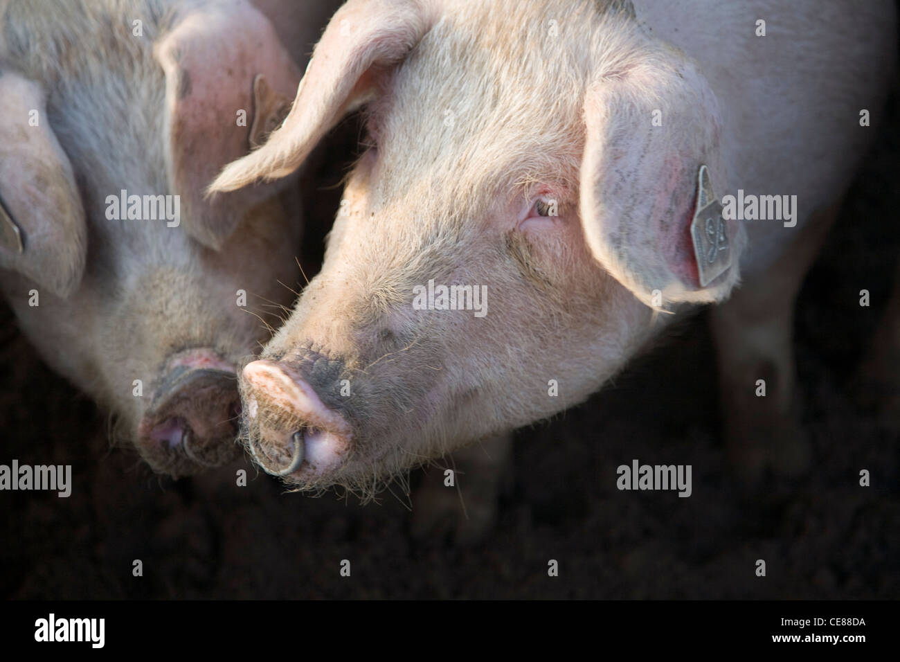 Female pigs hi-res stock photography and images - Alamy