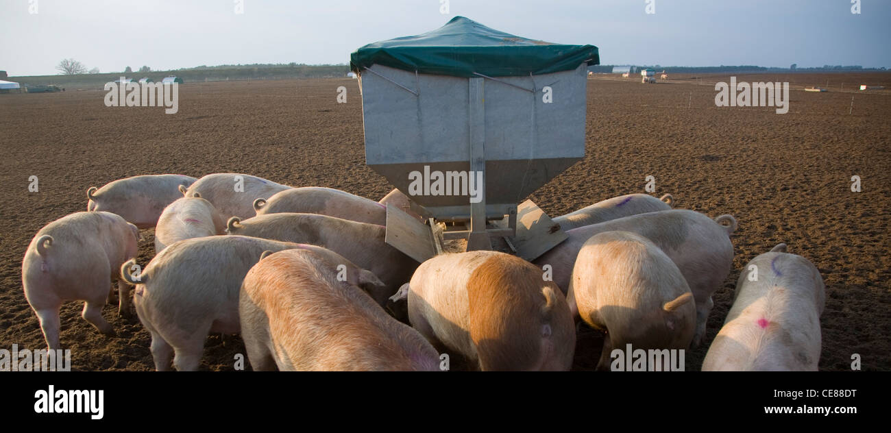 Pigs feeding from a trough, Sutton Heath, Suffolk, England Stock Photo ...