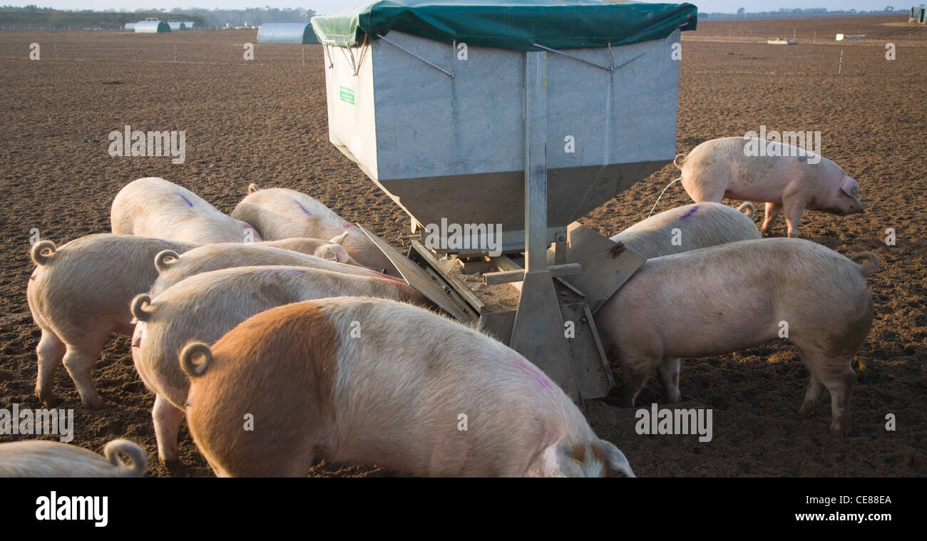Suffolk Pig Farm High Resolution Stock Photography and Images - Alamy