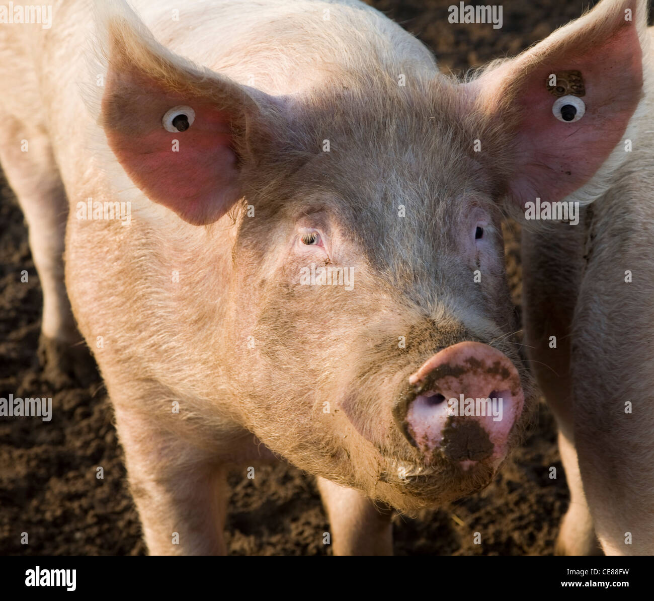 Real Pig Face Pig Face Hi Res Stock Photography And Images Alamy