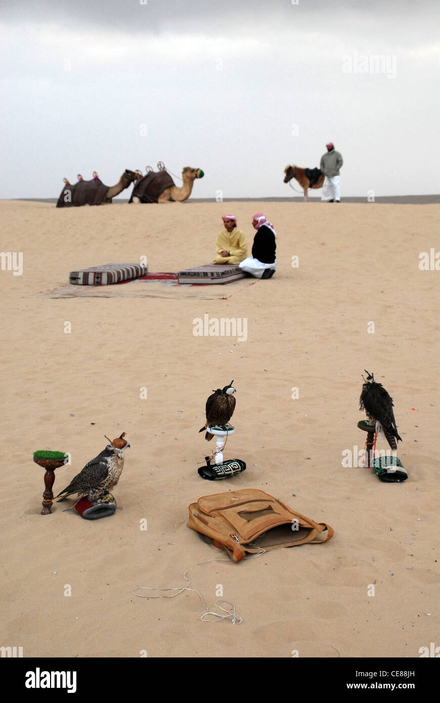 Dubai, UAE -- A falcon and its trainer in the desert outside Dubai ...