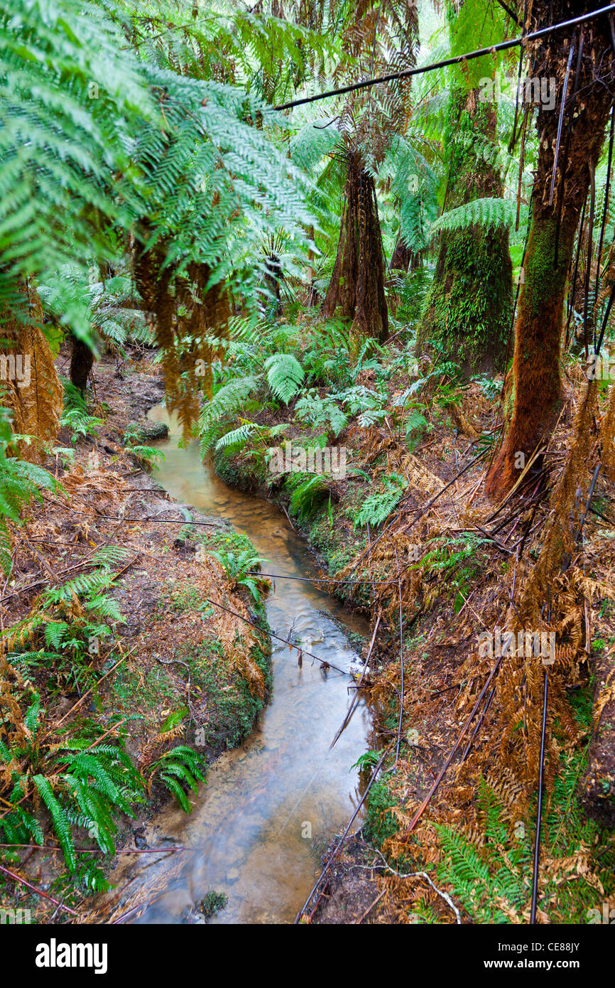 Otway rain forest hi-res stock photography and images - Alamy