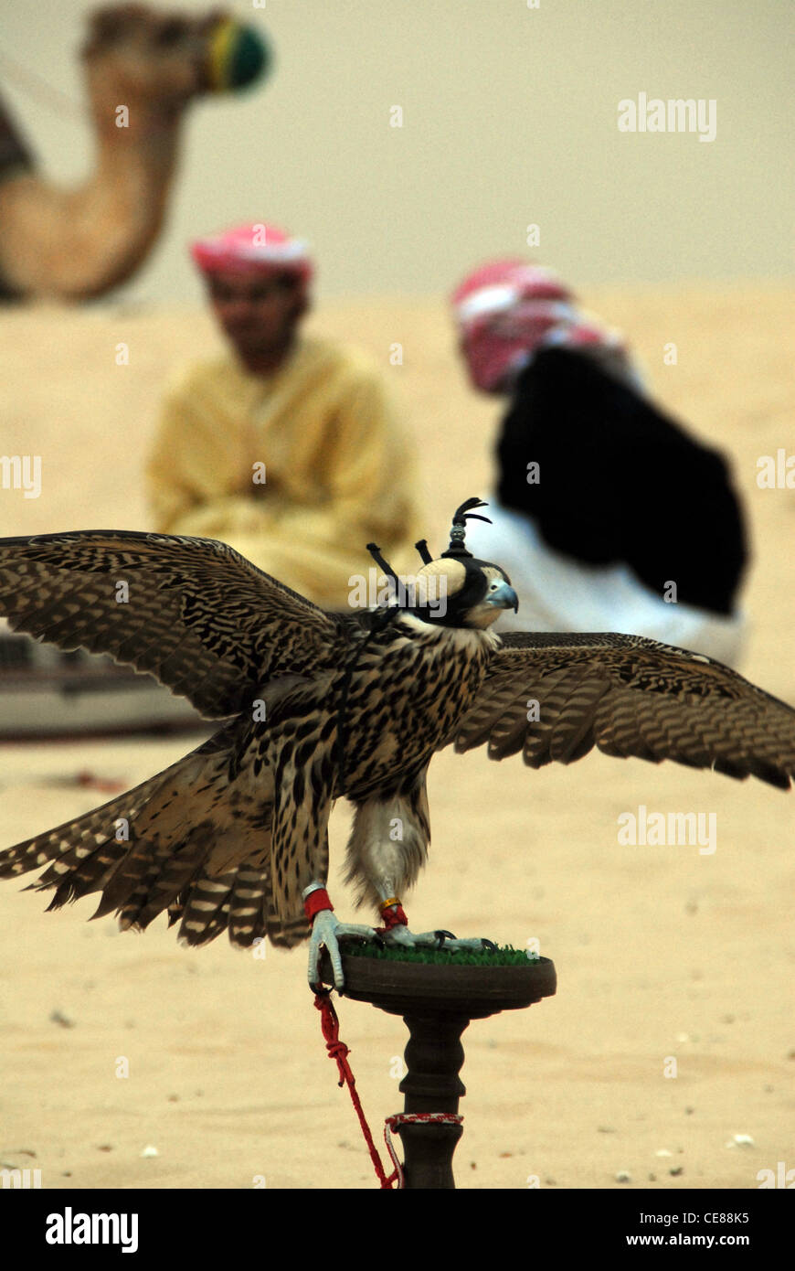 Dubai, UAE -- A falcon and its trainer in the desert outside Dubai ...
