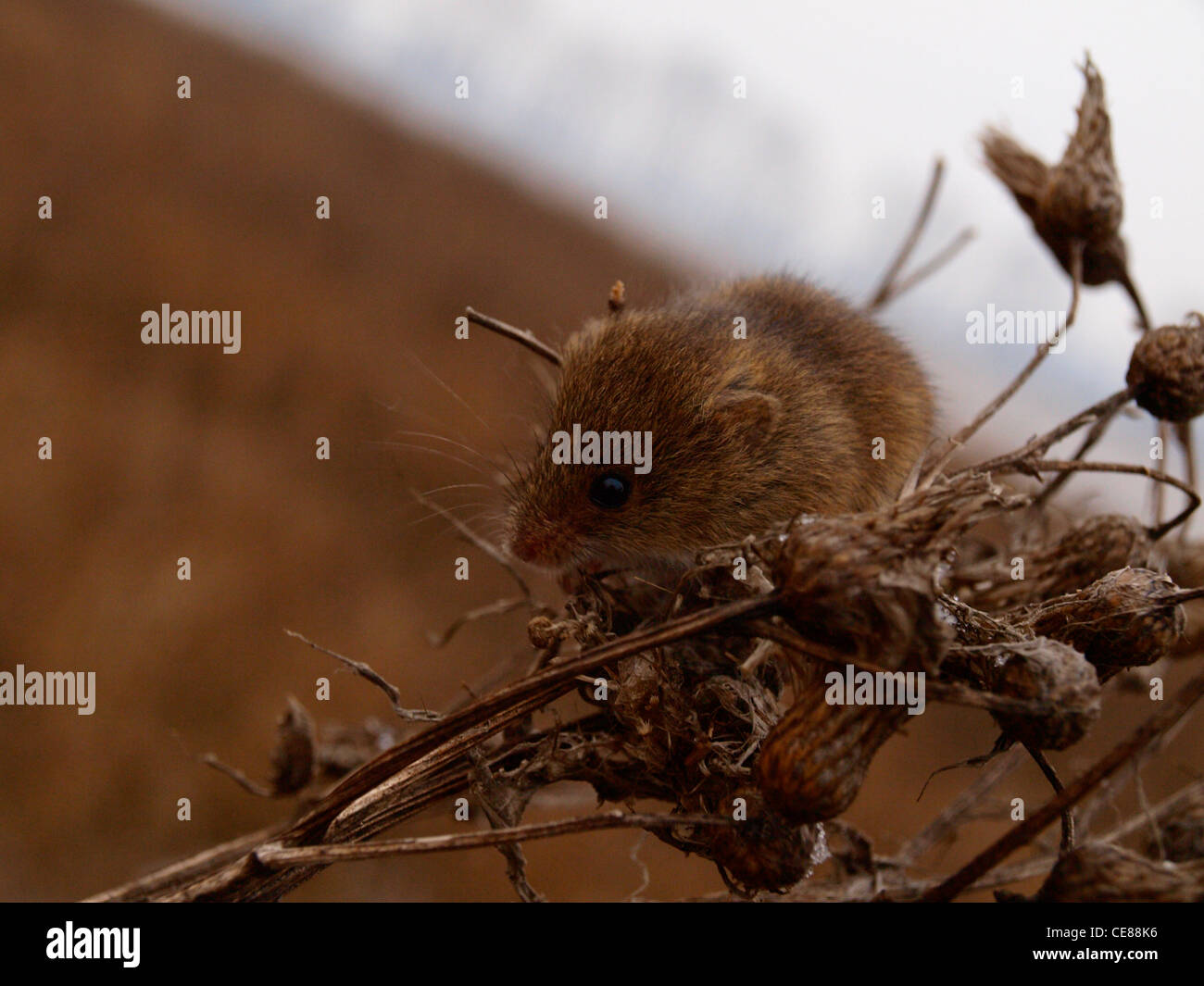 Cute harvest mouse Stock Photo - Alamy