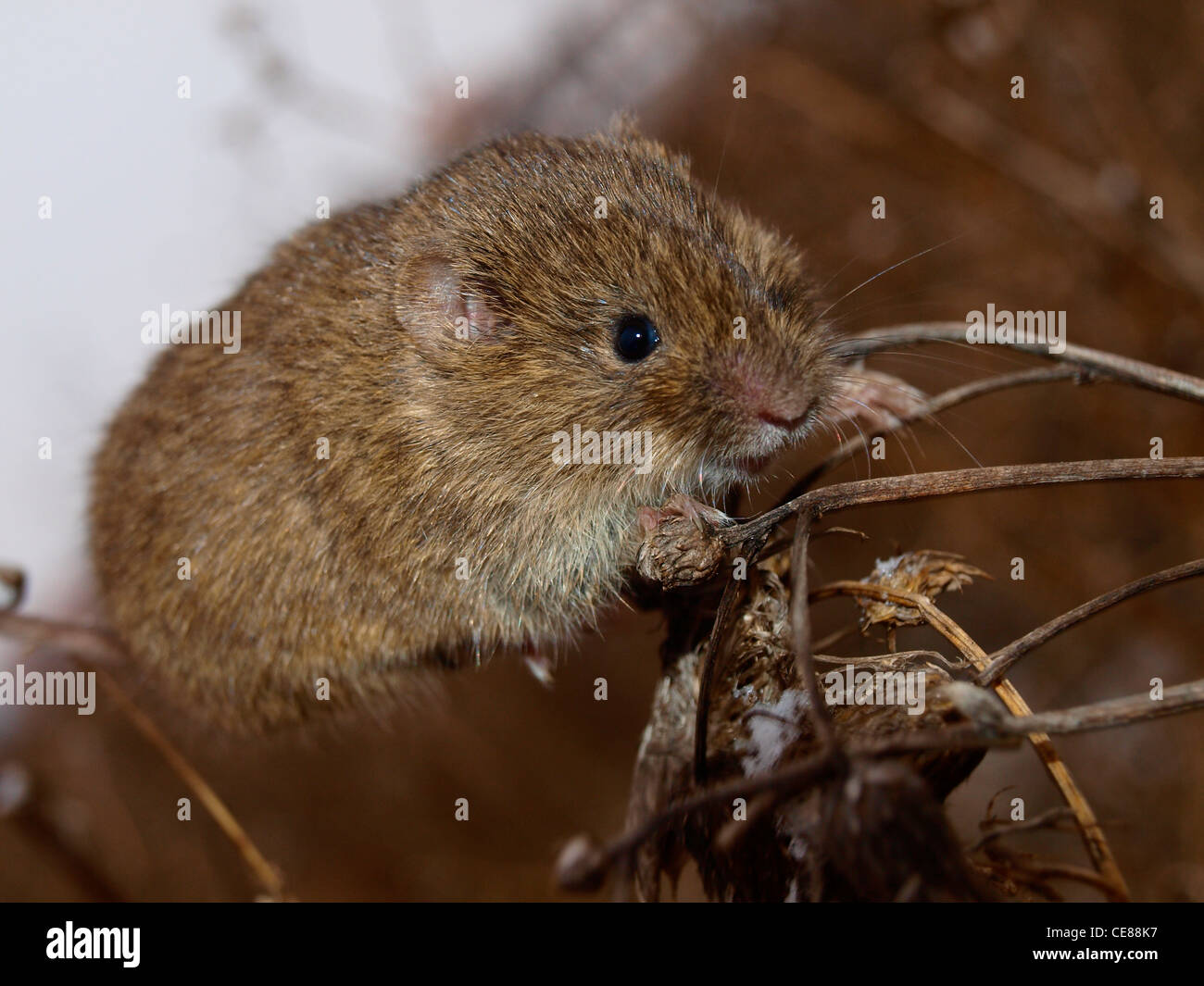 The common vole on a plant Stock Photo - Alamy