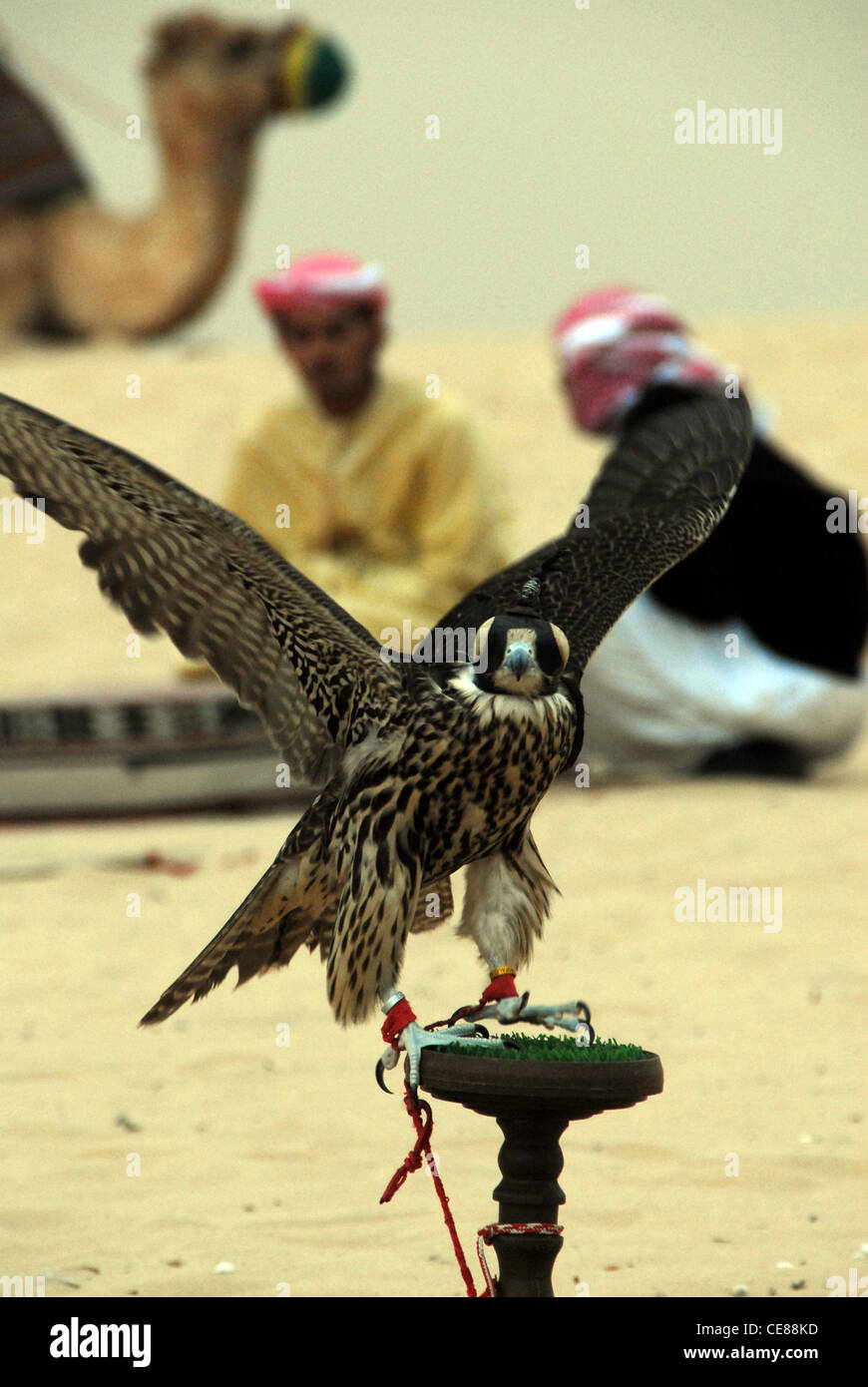 Dubai, UAE -- A falcon and its trainer in the desert outside Dubai ...