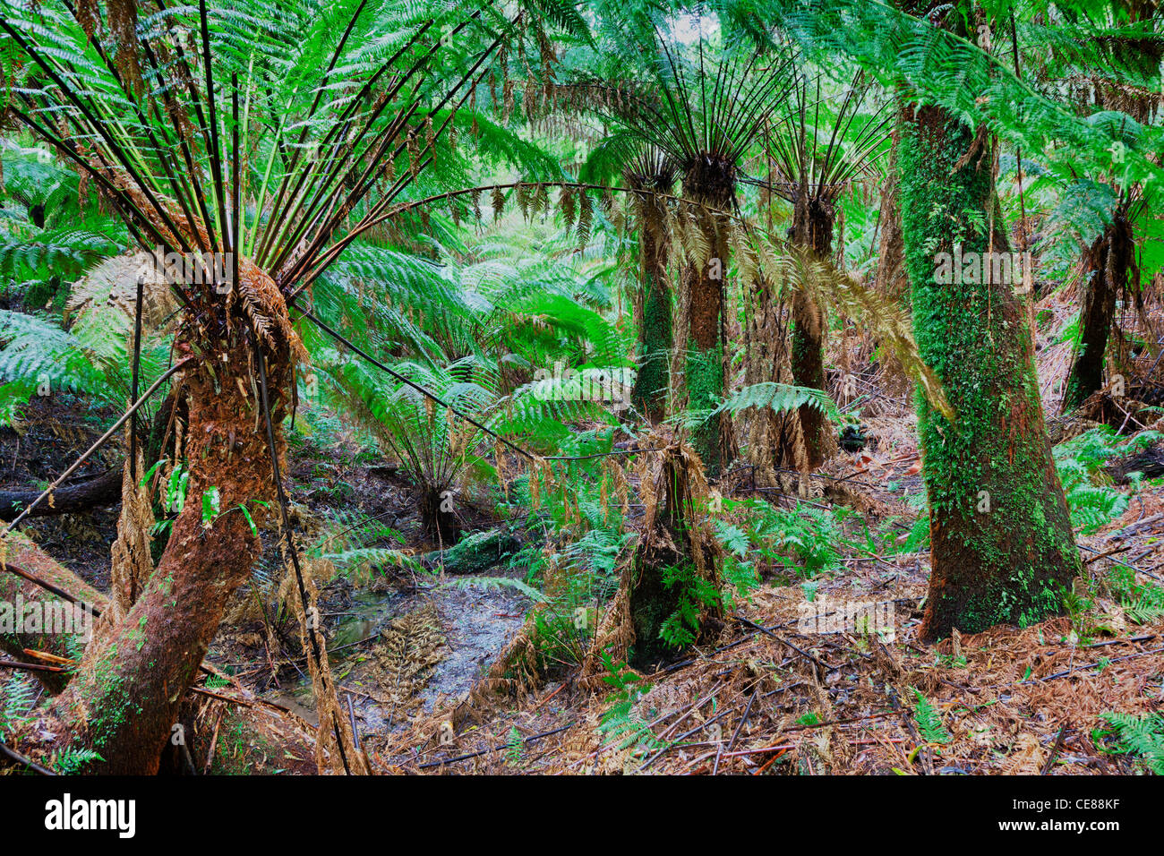 Maits Rest forest in the Otway Ranges Victoria Australia Stock Photo ...