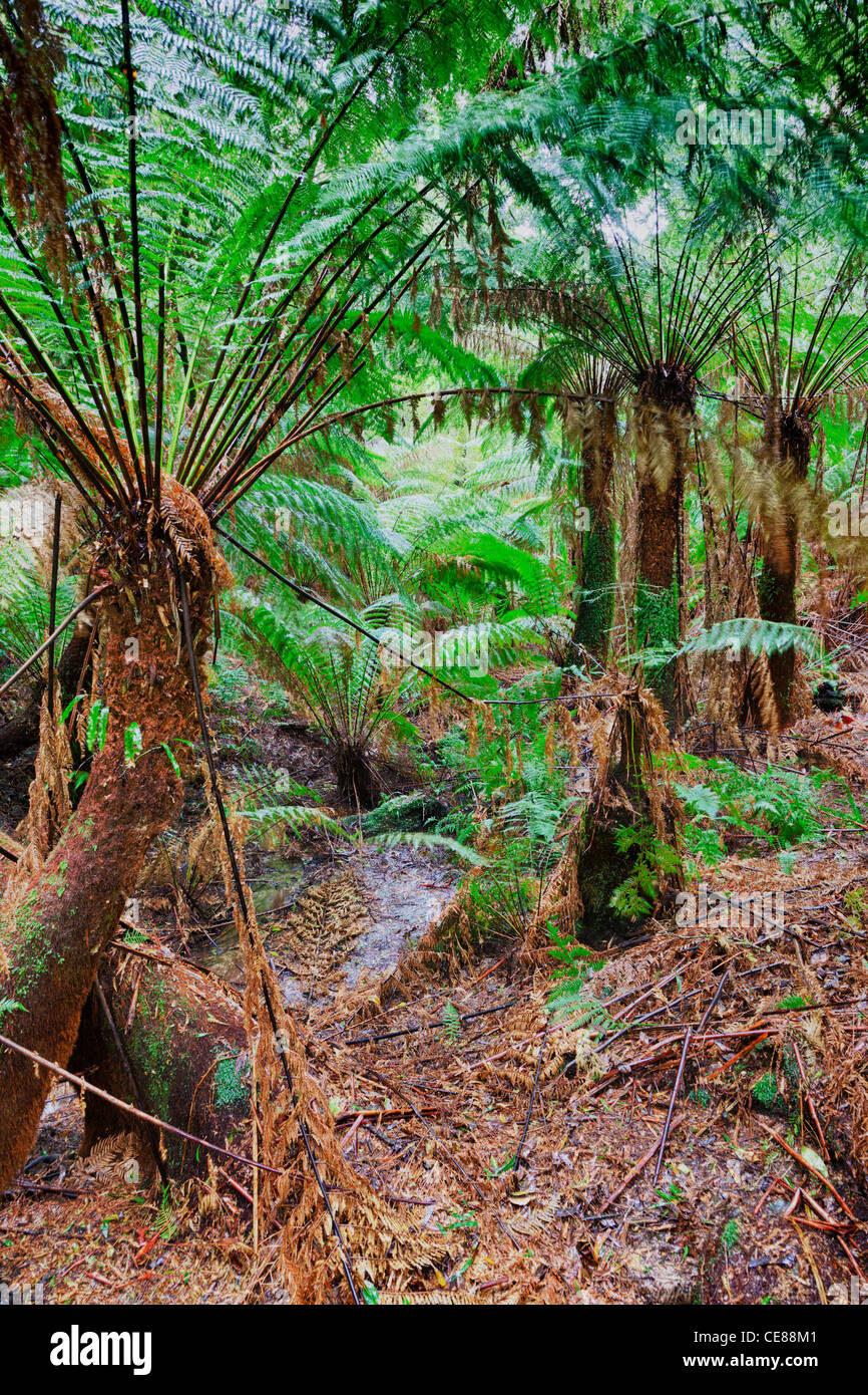 Otway forest hi-res stock photography and images - Alamy