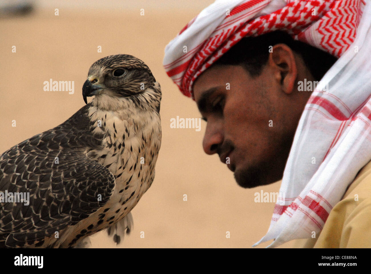 Dubai, UAE -- A falcon and its trainer in the desert outside Dubai ...