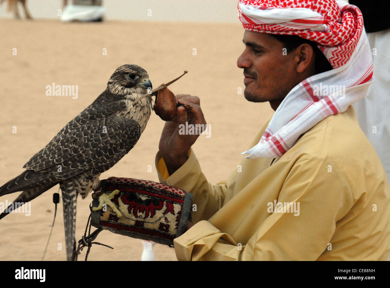 Dubai uae falcon trainer in hi-res stock photography and images - Alamy