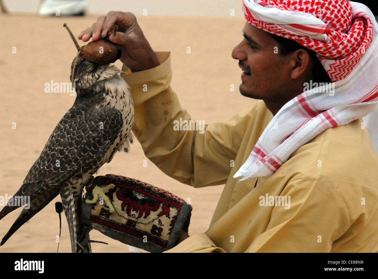 Dubai, UAE -- A falcon and its trainer in the desert outside Dubai ...