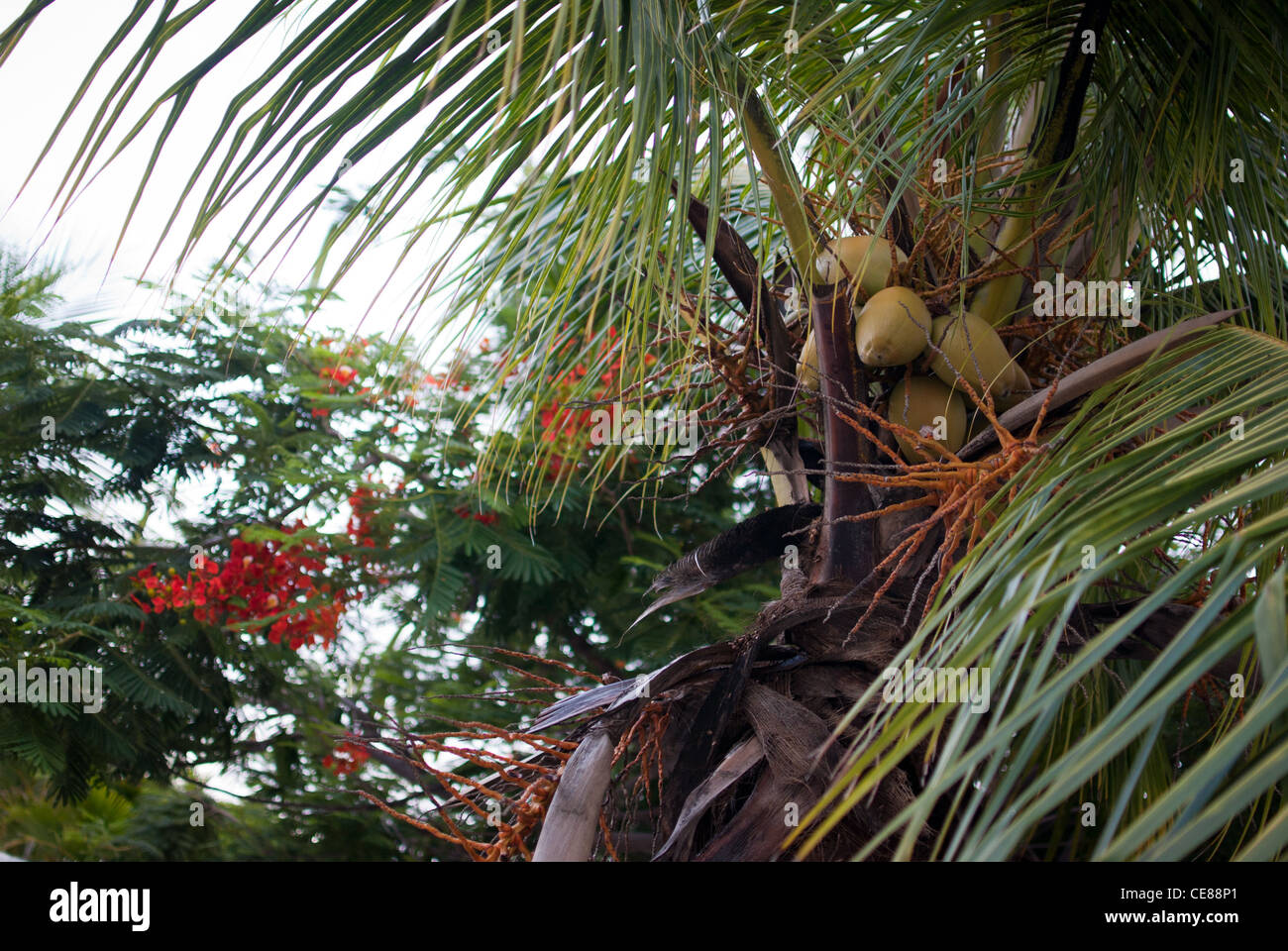 Coconuts on a palm tree Stock Photo - Alamy