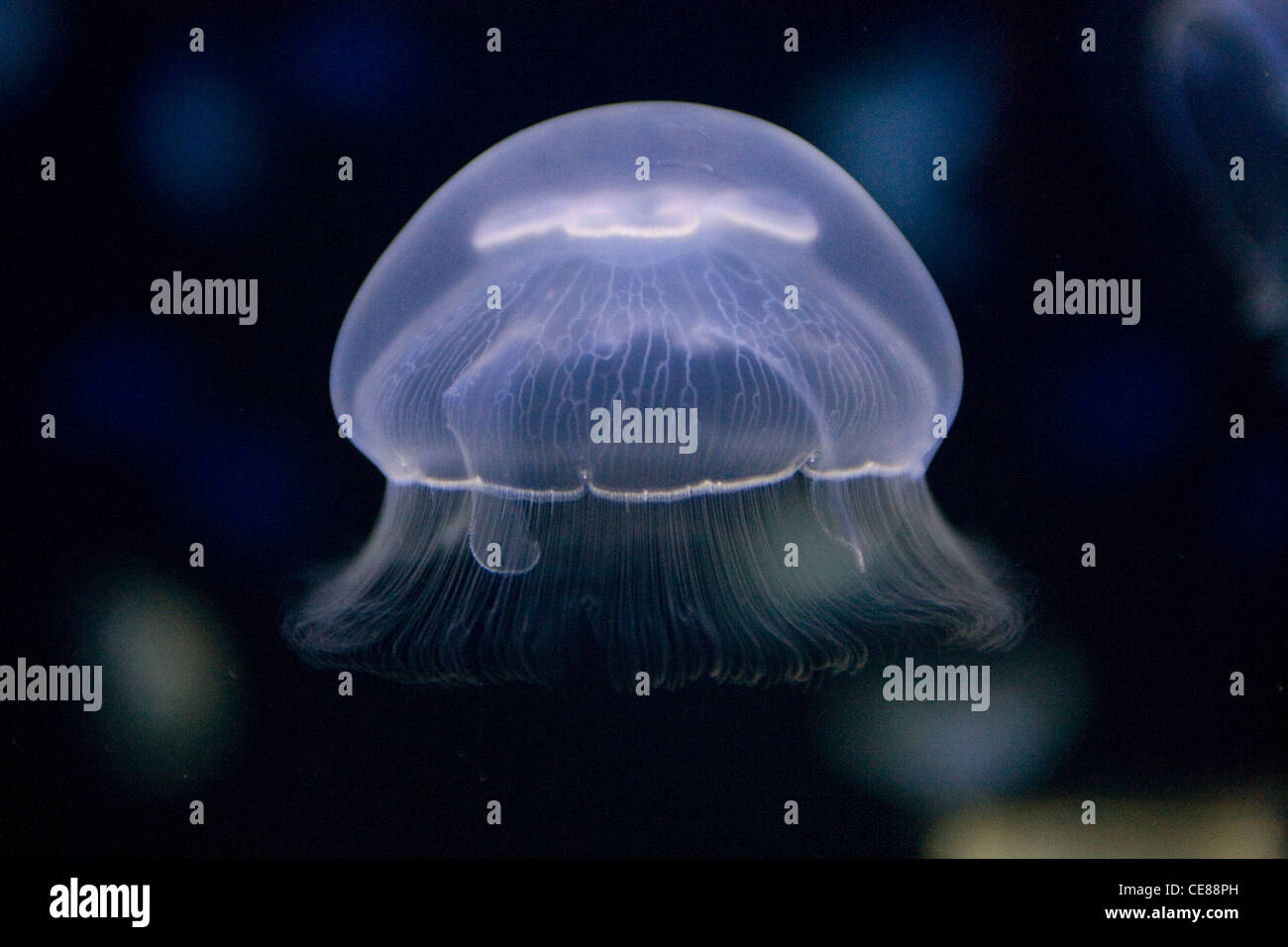 Fish of crete hi-res stock photography and images - Alamy